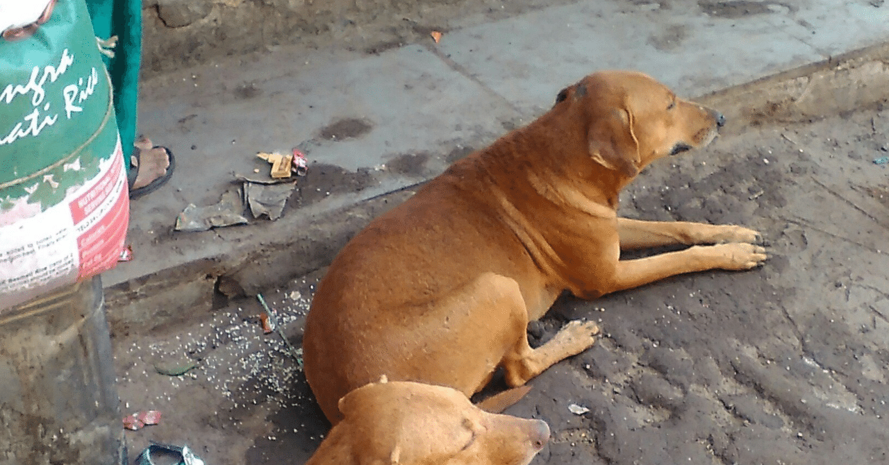 真実とは？「犬のうんちの正体」｜harusuke