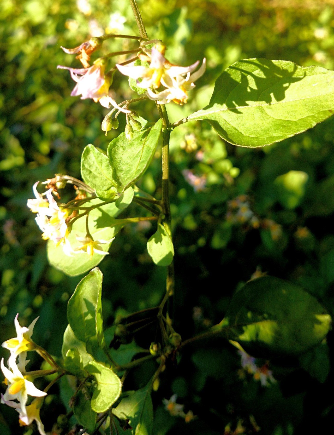 おはようございます(*´︶`*)愚かさも 力の限り 花竜葵ﾟ･*:.｡ ﾟ･*:.｡ ｜望美【花写真・棚田写真】