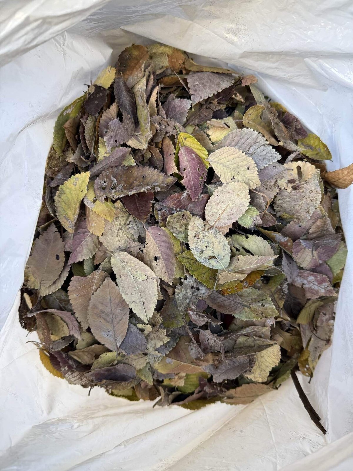 落ち葉。｜Yuya Kikuchi