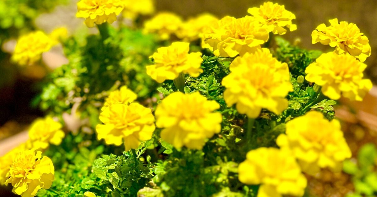 【詩】ペース｜ayano_leizei 冷泉あやの