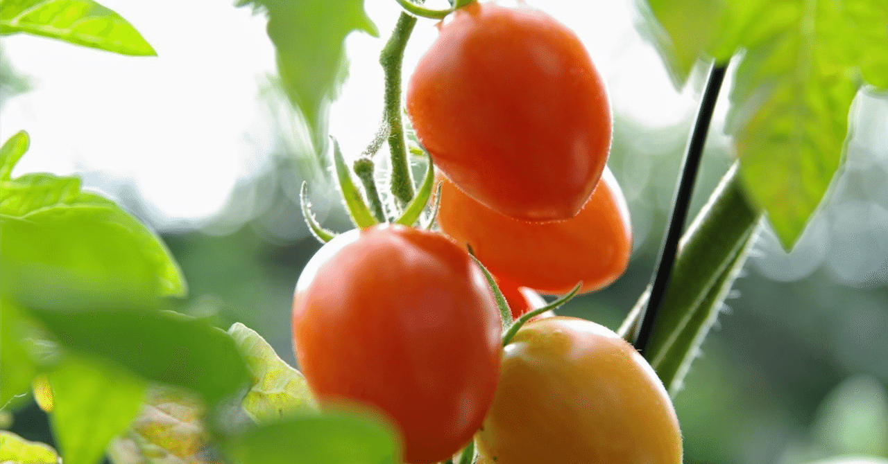 Sony FDR-AX60ビデオカメラレビュー：開封から操作・夜間撮影のテストまで📸 ｜太一塾長（受験の頼れる味方）