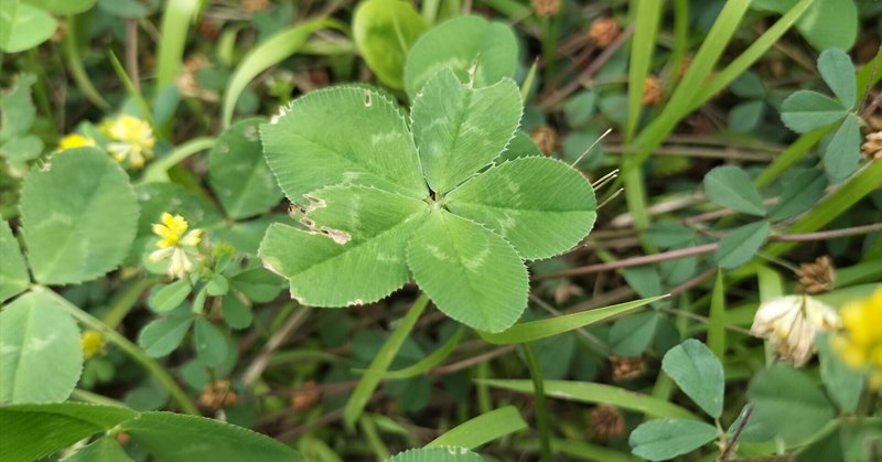 sachico tanabe｜note