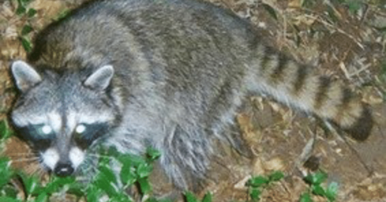 アライグマ旨い｜retugg｜note