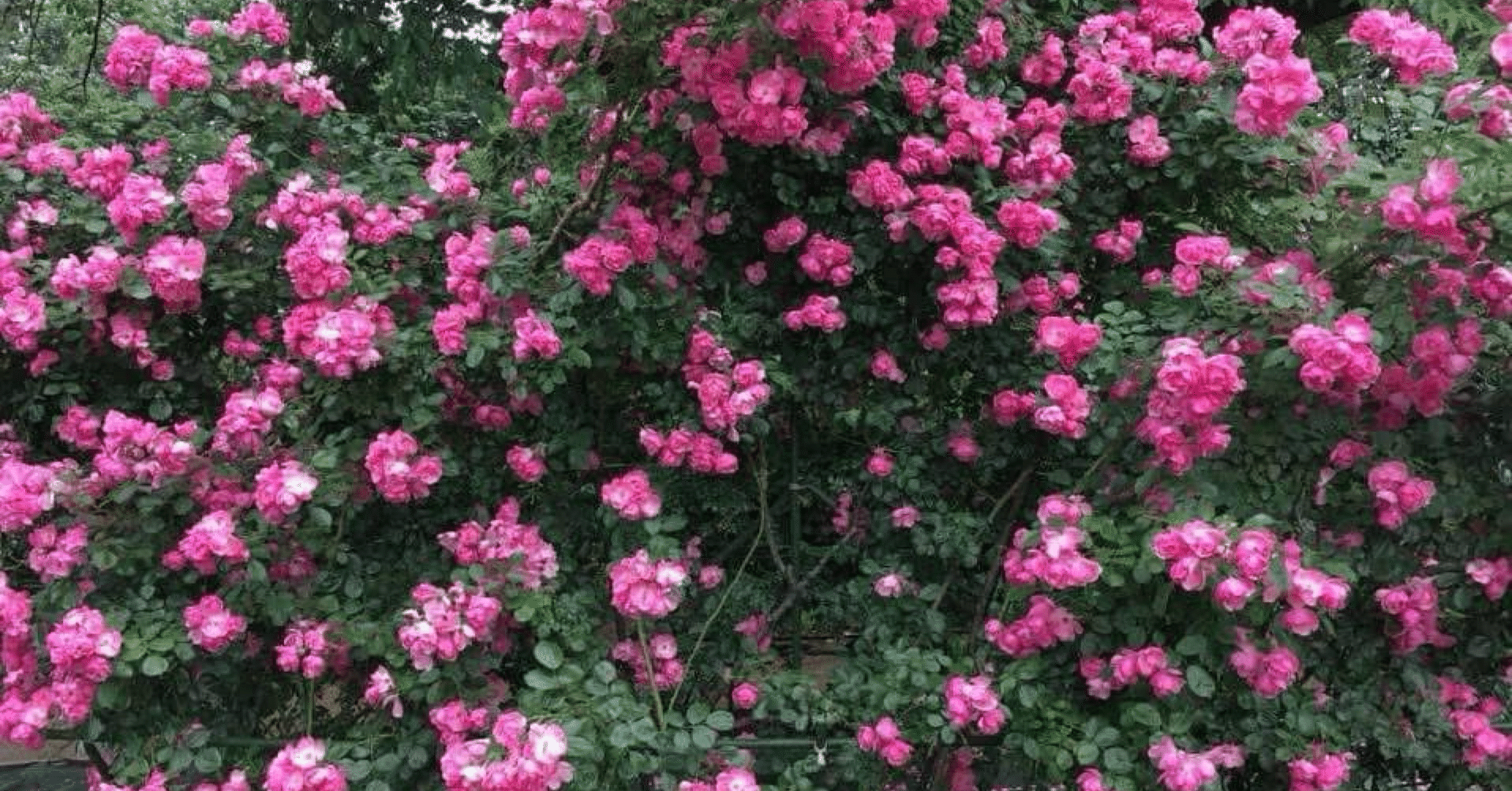 Hannah [ﾊﾝﾅ]｜note