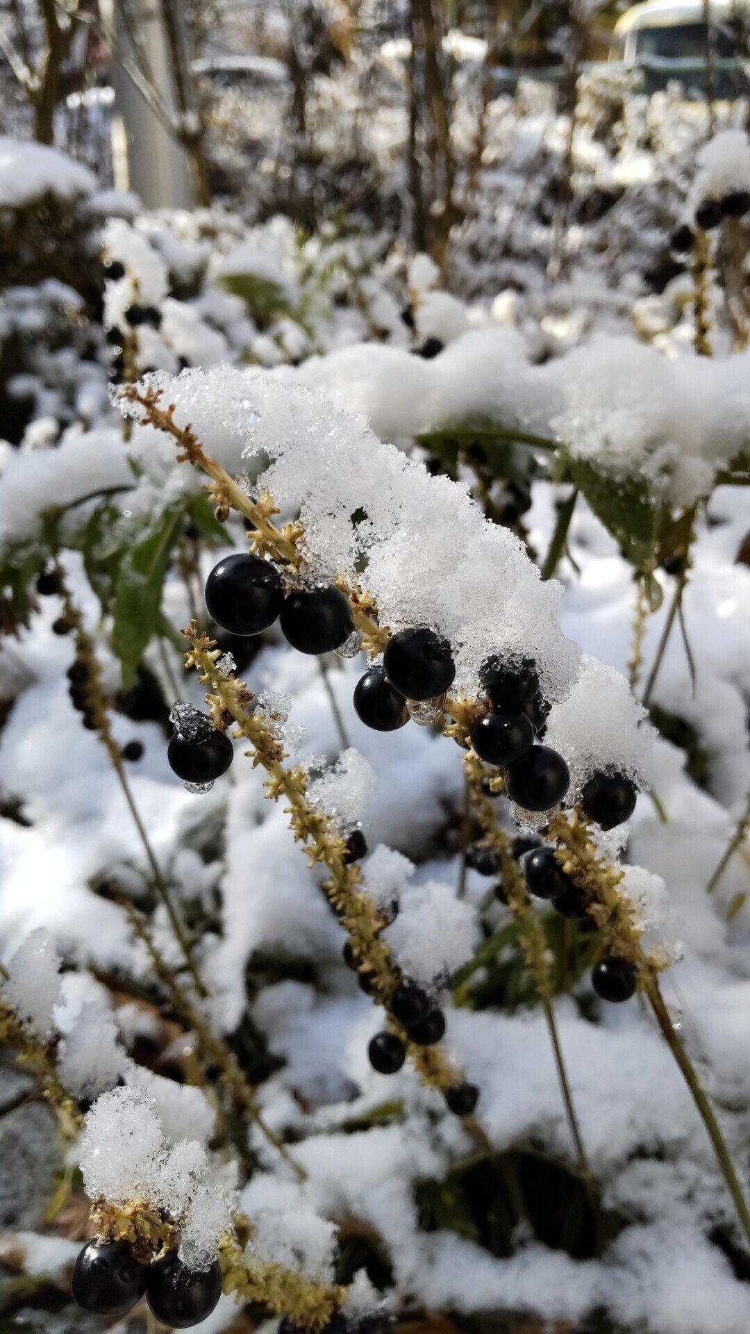 雪、きらきら。｜mojira