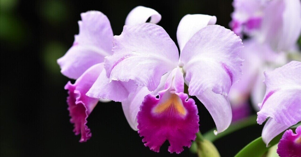 3行日記(20241220)｜ペココ。