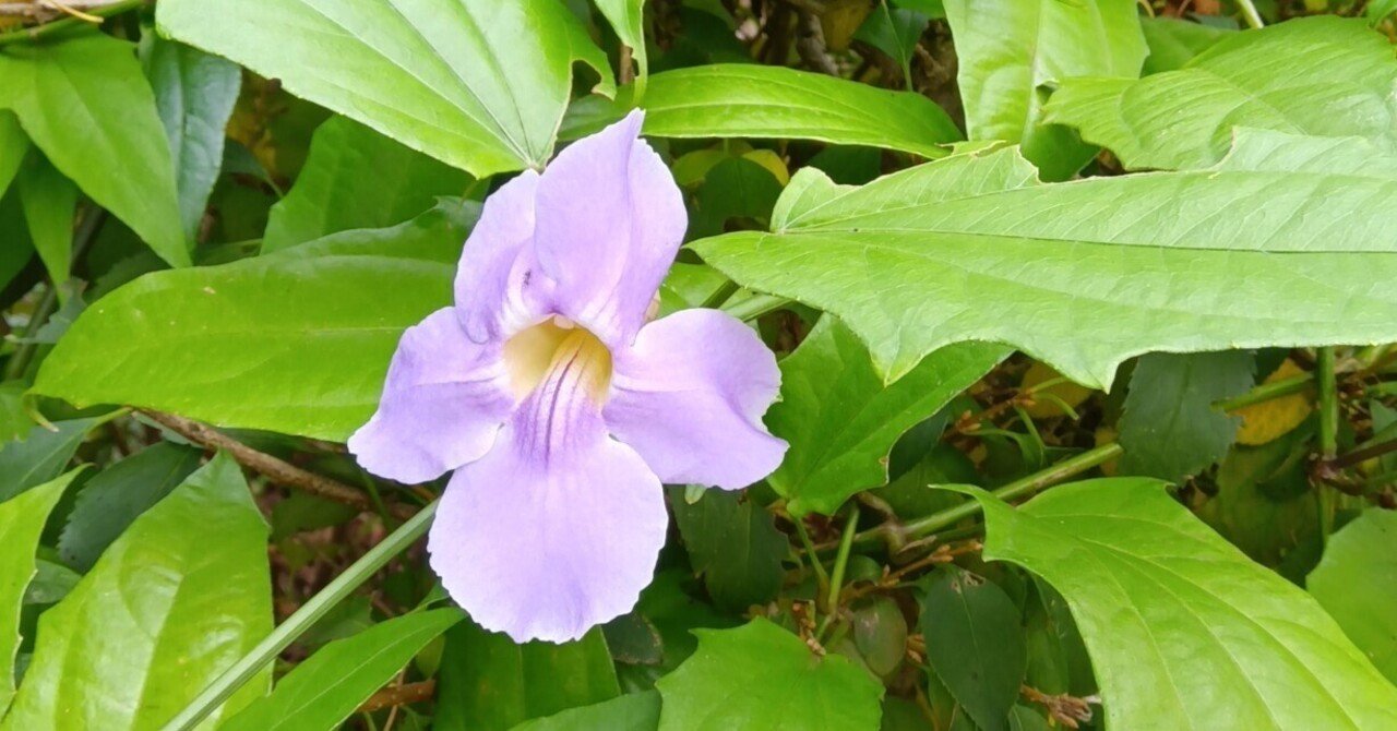 ツンベルギア・オーガスタスブルー｜mimi fleur