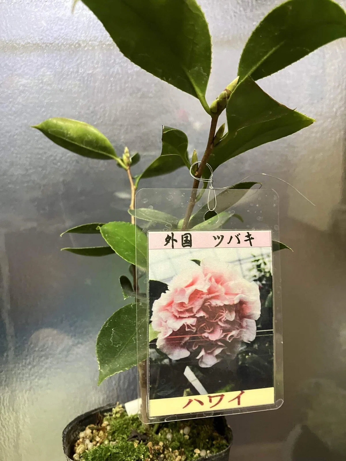 前に住んでた家の近くで見かけたピンクの椿がすごく印象的で大好きだった。それを…｜ももと＠ガーデニングノート