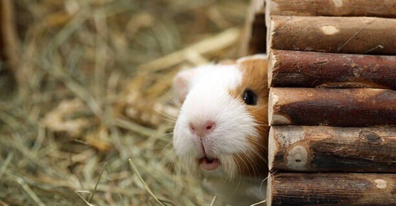 モルモット｜ewetama