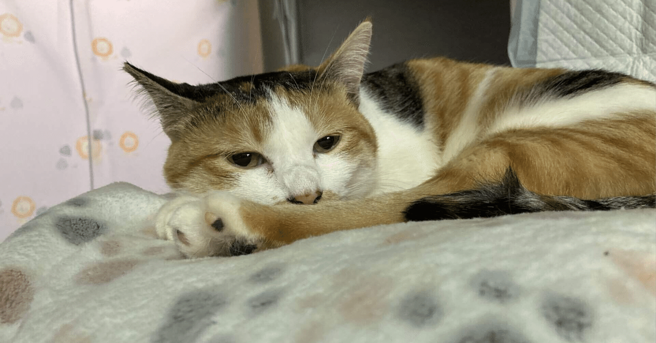 音楽の「価値」ってなんだ？｜Moosan