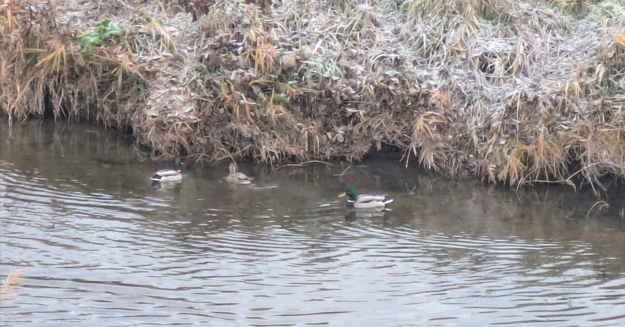 第3巻 400番〜作者 大伴駿河麻呂｜ichiro70