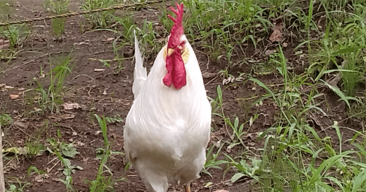 音楽家さんとの「合作」は愉し！｜Moosan