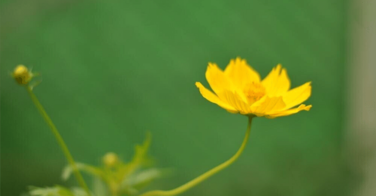 私の「夢」は…｜Moosan