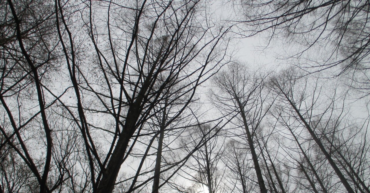 「裸木」の季節になると俳句を作りたくなるのは季語を知らなすぎるせいか|nobuko Fj
