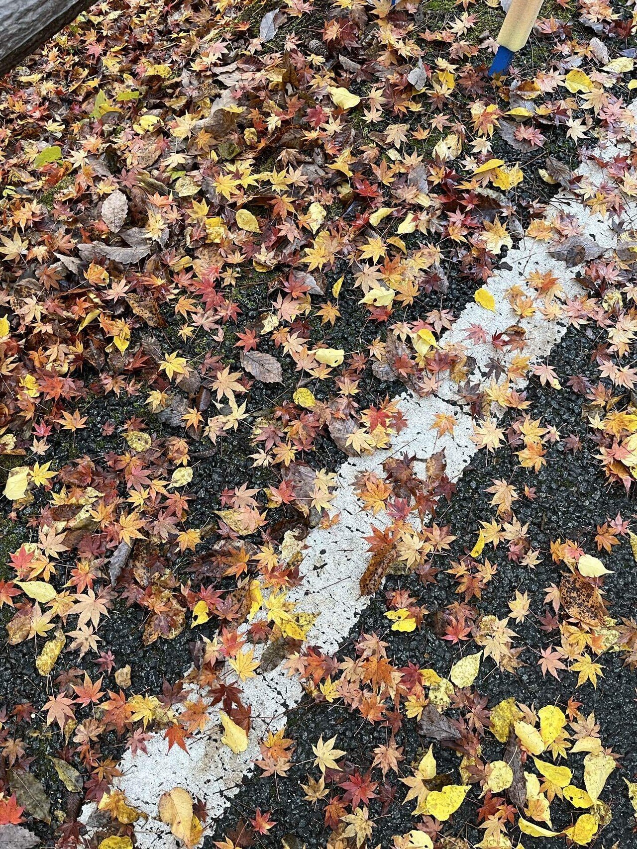 11月の東京散歩｜WalkingWorld