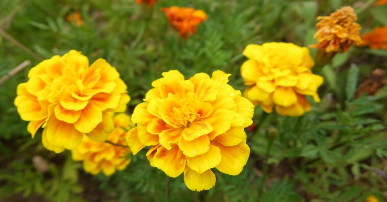 フレンチ・マリーゴールド｜mimi fleur