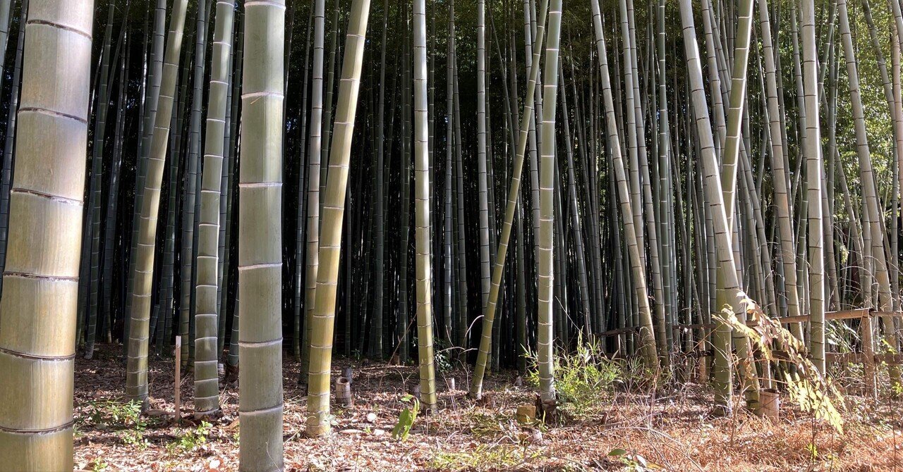 5.狭山緑地の四季折々2024/12/21｜yoshie_FW