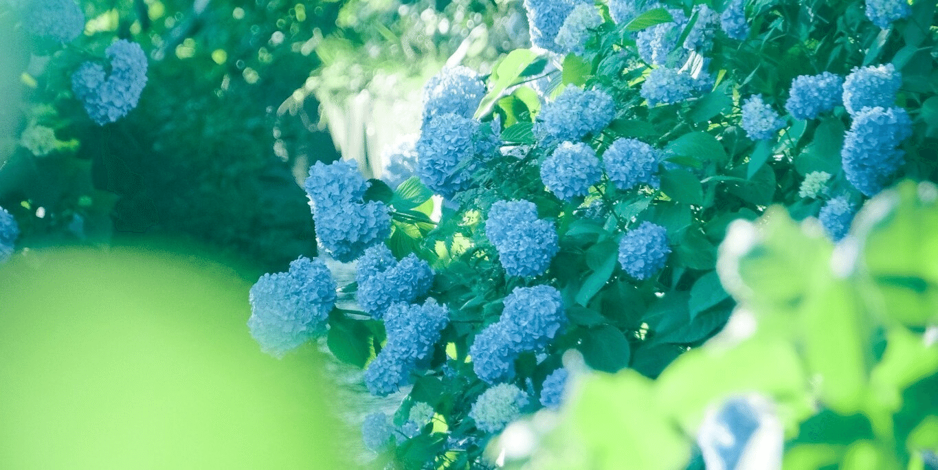 𝙨𝙖𝙠𝙞｜note