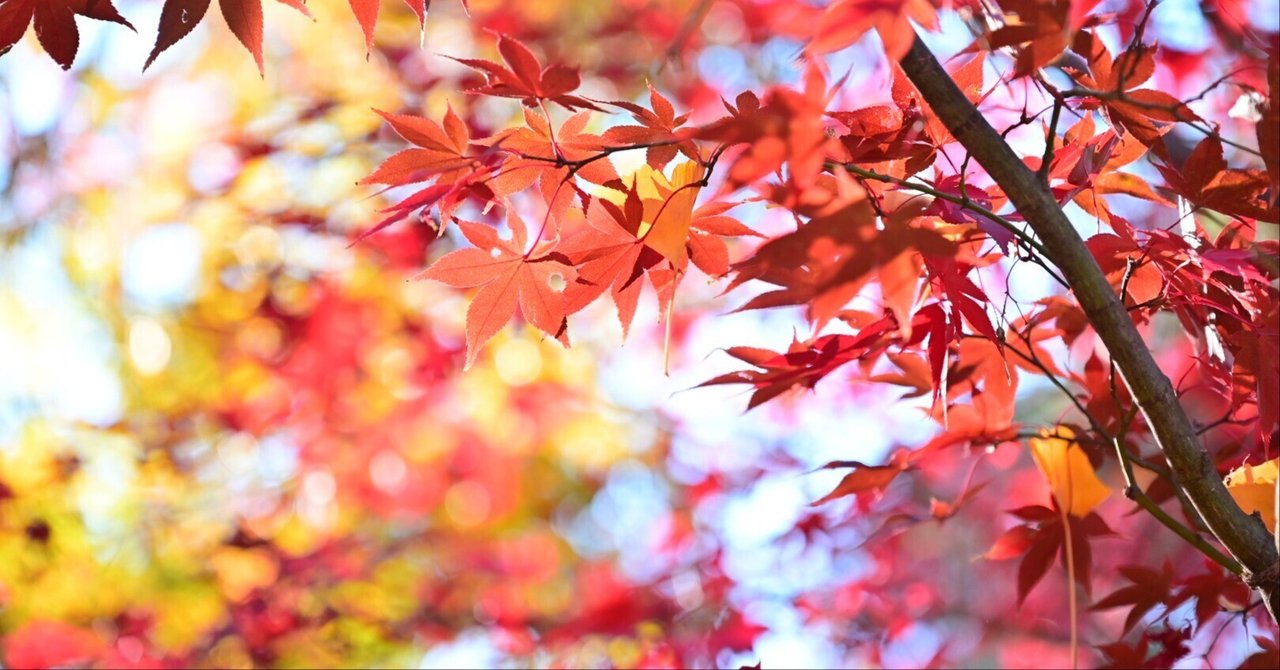 東京さんぽ／2024年12月 九品仏浄真寺で紅葉狩り｜mitsuki sora