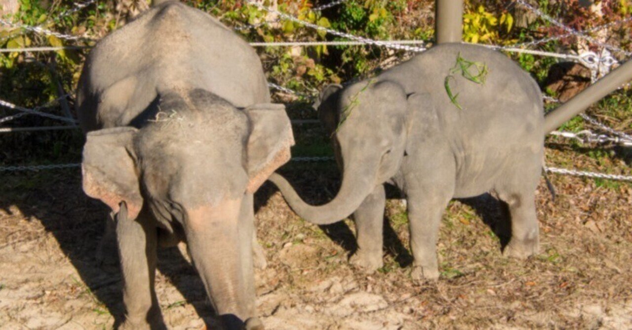 福岡市動物園でアジアゾウを見てきた2回目(20241220)｜けいたん