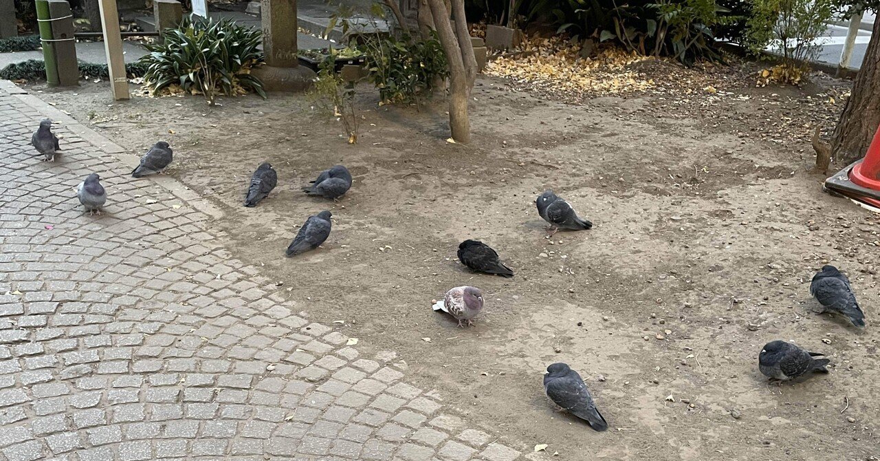 寝るまえ日記 20241222 ハト寒そう｜tsuchimi