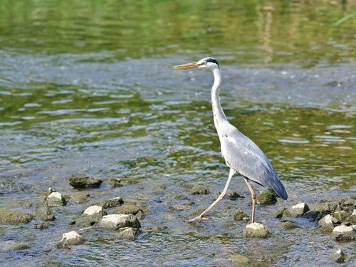 第690回 首を振って歩く鳥｜翆野 大地