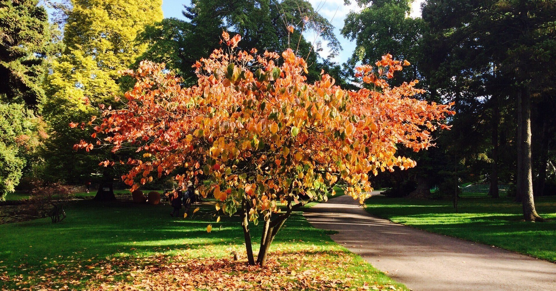 megumi@深呼吸日記｜note