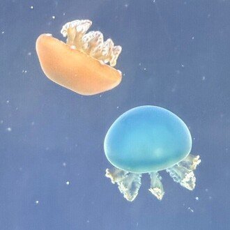 Yusei@税理士受験生｜note