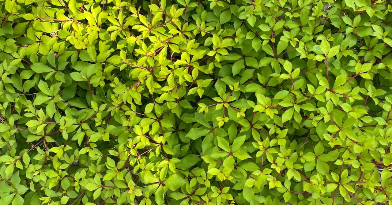 葉と光、そして黄色と緑｜尾伊±想【Oishi So】