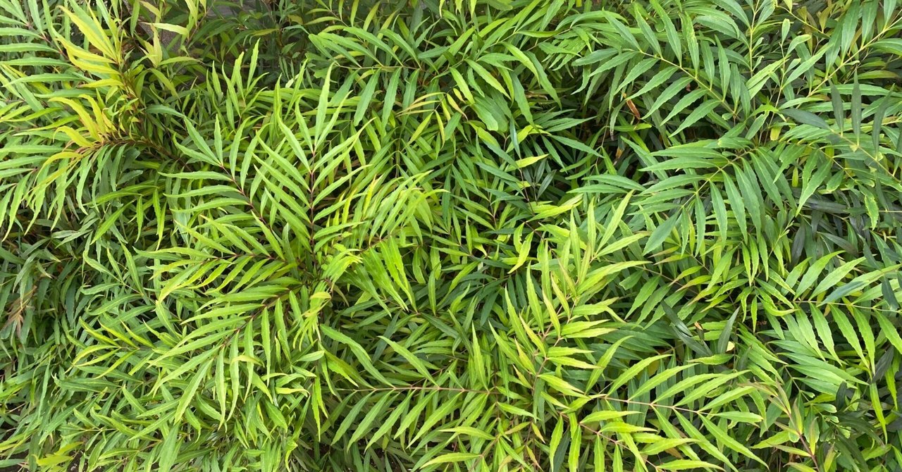 自然の線｜尾伊±想【Oishi So】