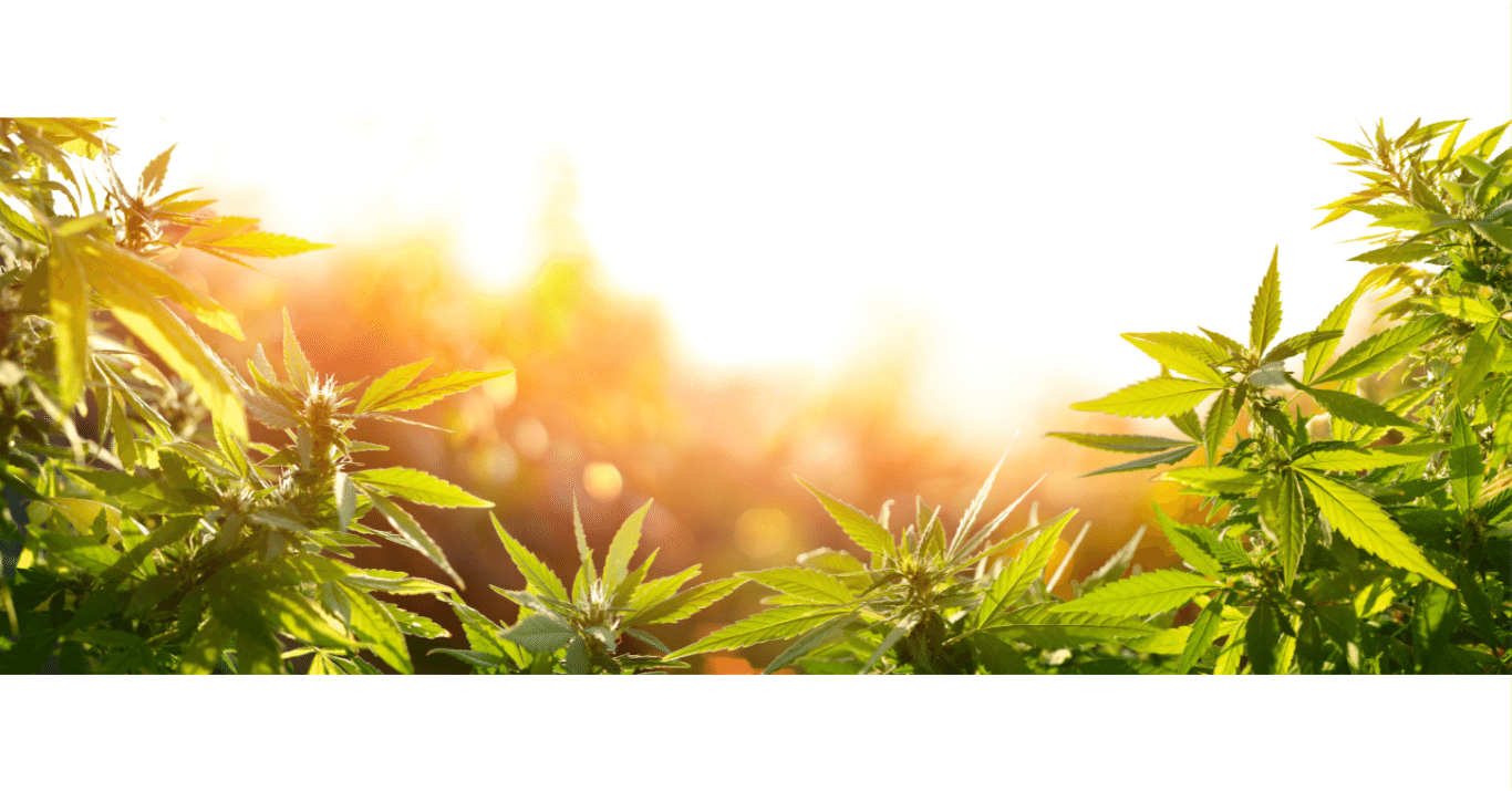 金子秀隆 | 秀麻堂-Organic CBD-｜note