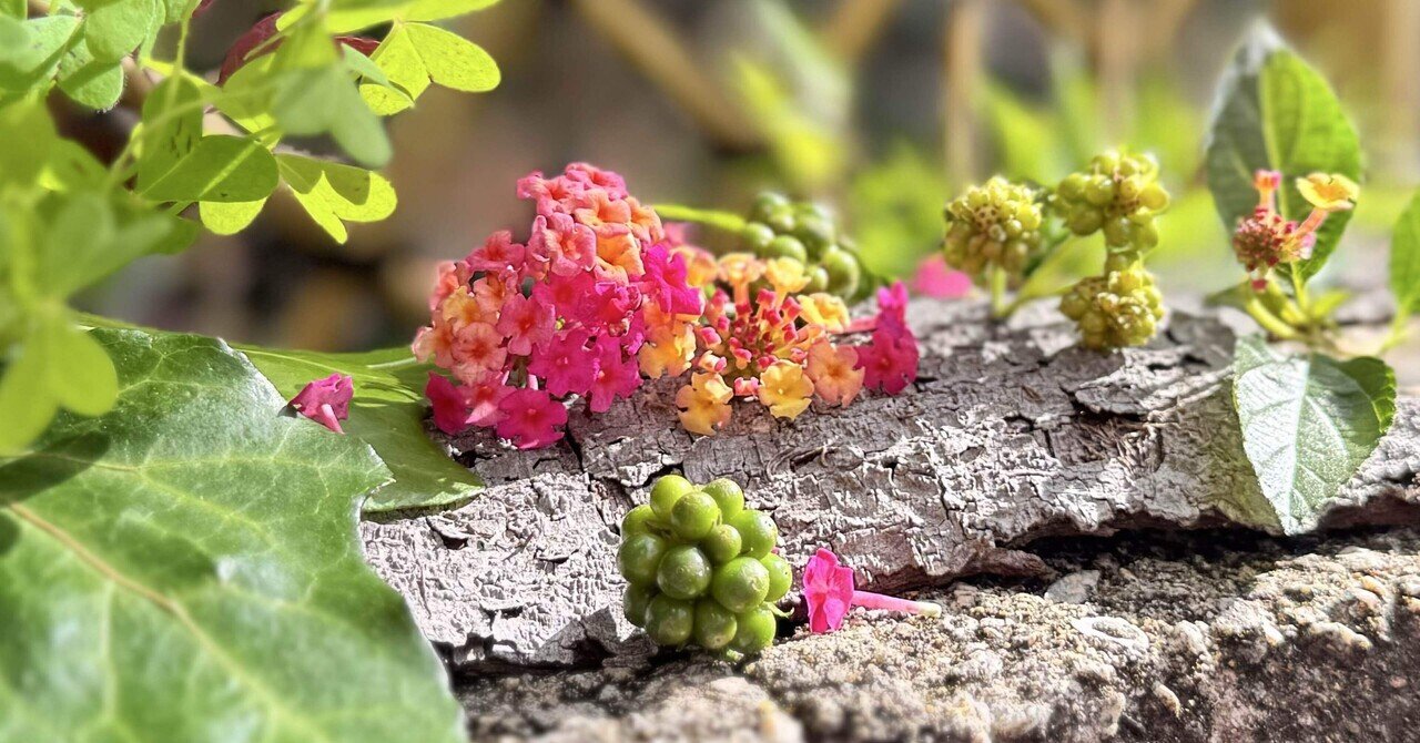 朝ごはん 12/22 山のままごと｜kyo☆ko