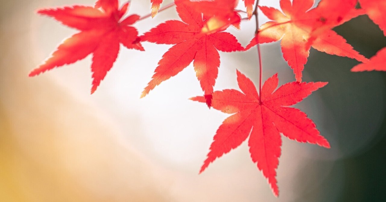 カメラマンはこれを使えば沼確定！｜ichi_graphy