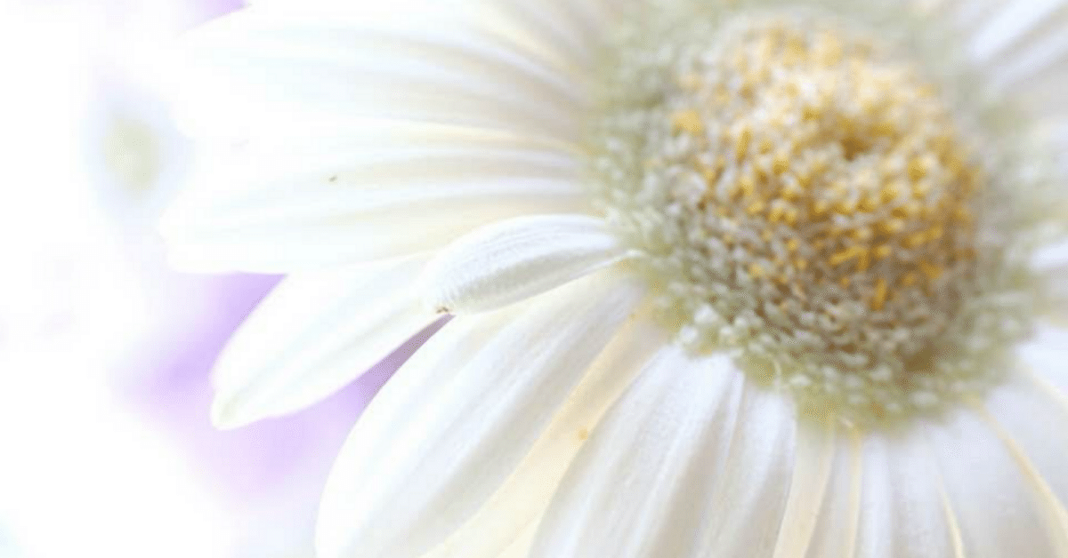 花みくじ｜Cosmic Suzu