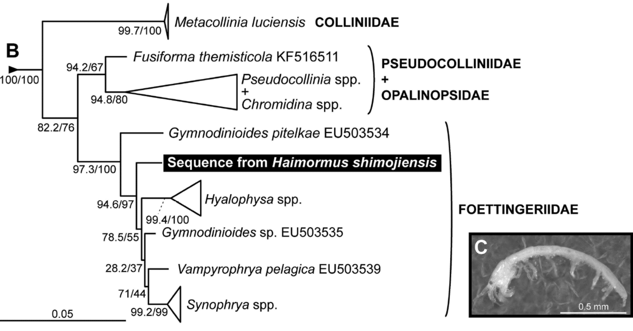 タナイスに内部寄生する繊毛虫（Kakui & Fujita 2024）｜Keiichi Kakui