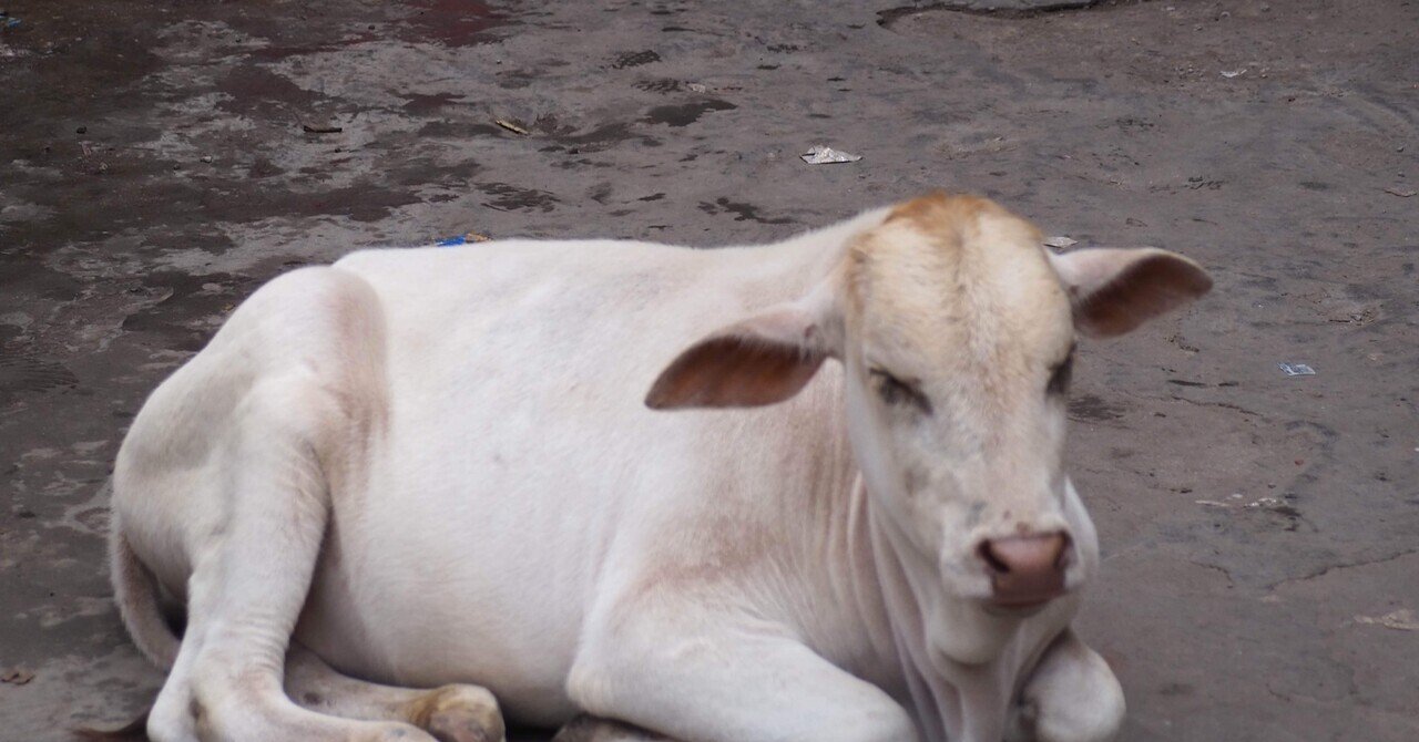 タビイク 怪しいプログラム｜asuka naka