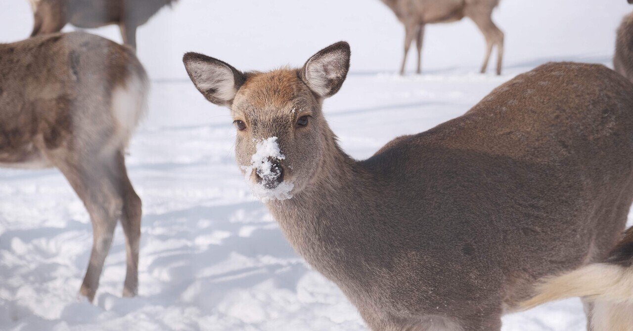 12/29AIR’-Gの番組で「風に乗って」がオンエアされます｜SAyA-kibaco-