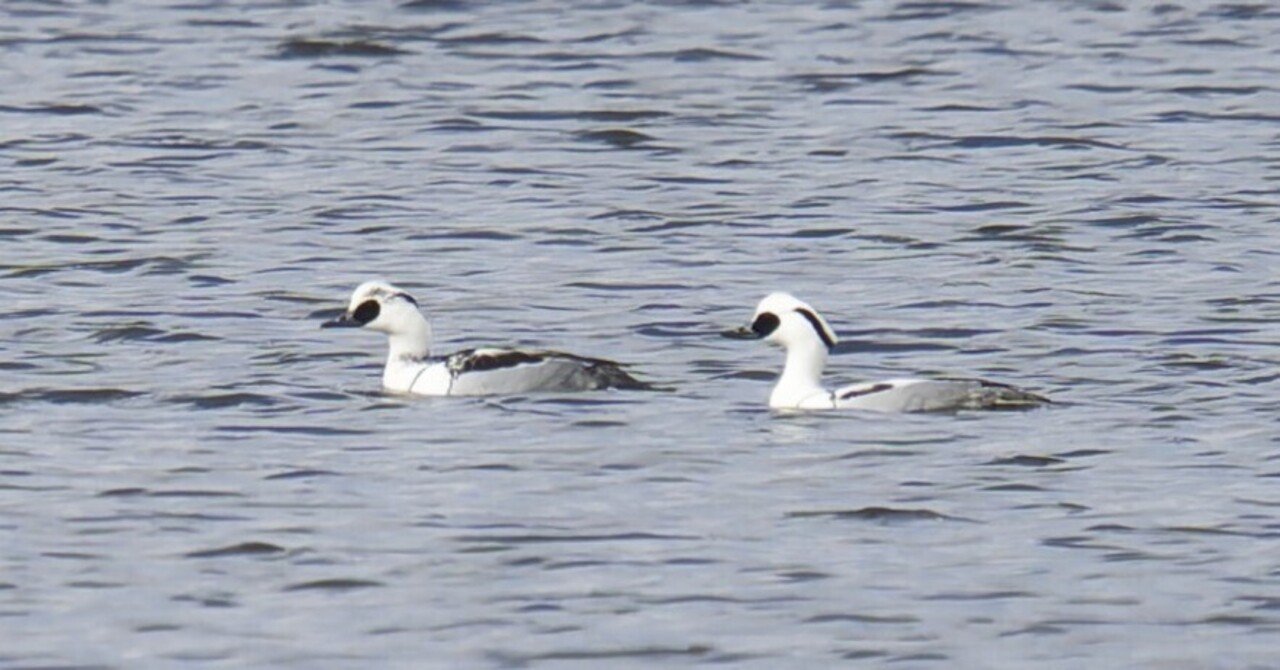 ミコアイサ(巫女愛沙)｜Miya