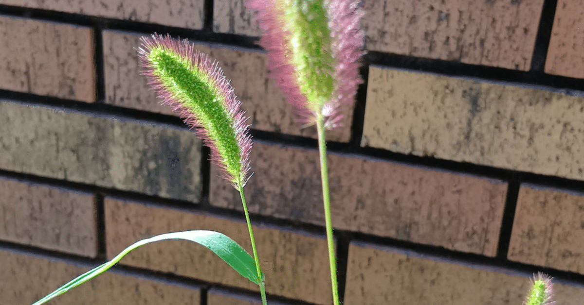 人は、雑誌に物語を求めている｜neji bit