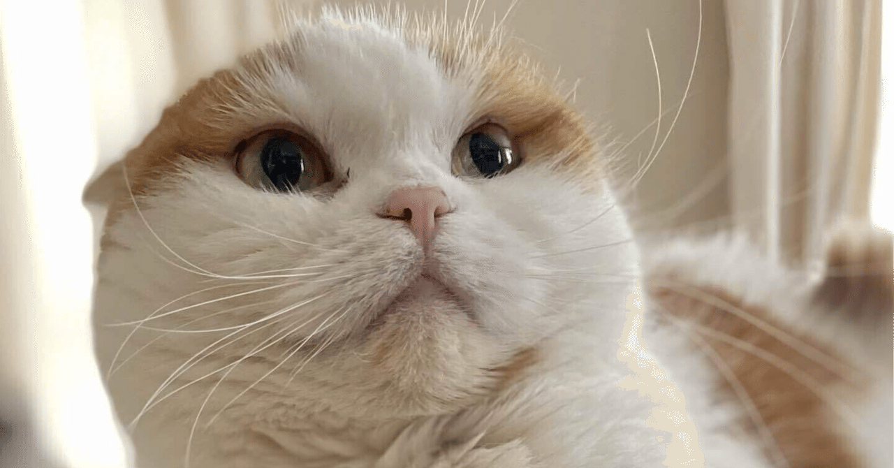 秀吉に似ている朱元璋｜Moosan