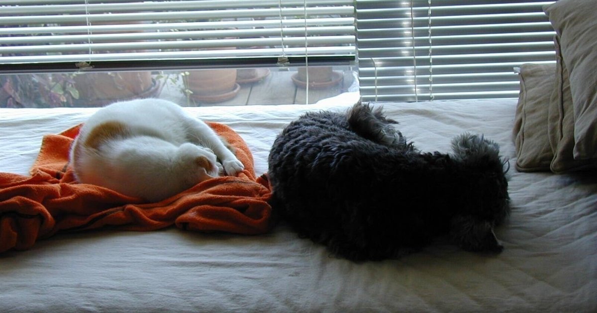 科学的に証明された「イヌは飼い主に似る」 ペットの家族化に潜むチャンスとリスク｜村上 臣（電脳コラムニスト）