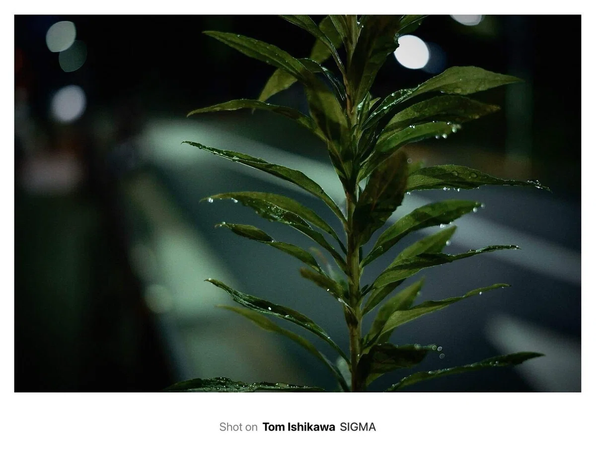 今年の70枚 SIGMA fpと写した2024年を振り返る。｜トム・イシカワ（石川 智規）｜WEBSTAFF, Inc.