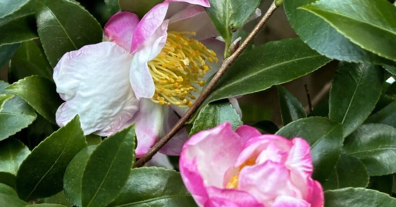 年末 連休3日目｜ふらこ