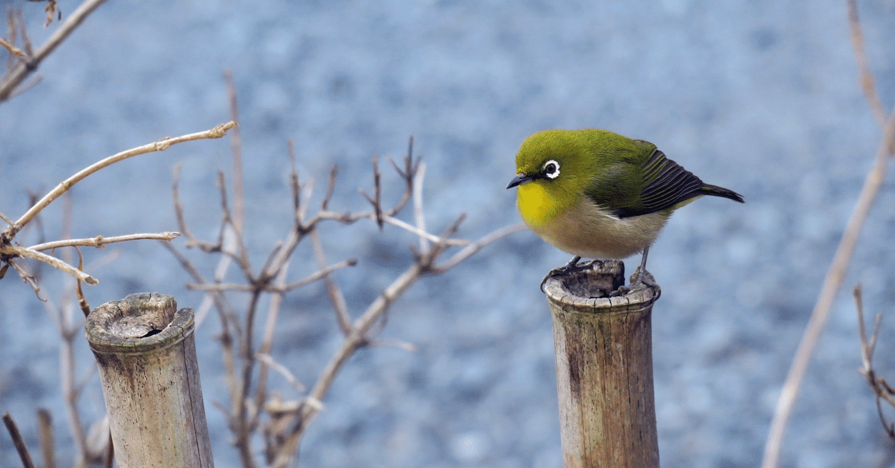 ちょっと全国レベルに行きたい。（俳句と短歌）｜TAKEO YAMAMOTO