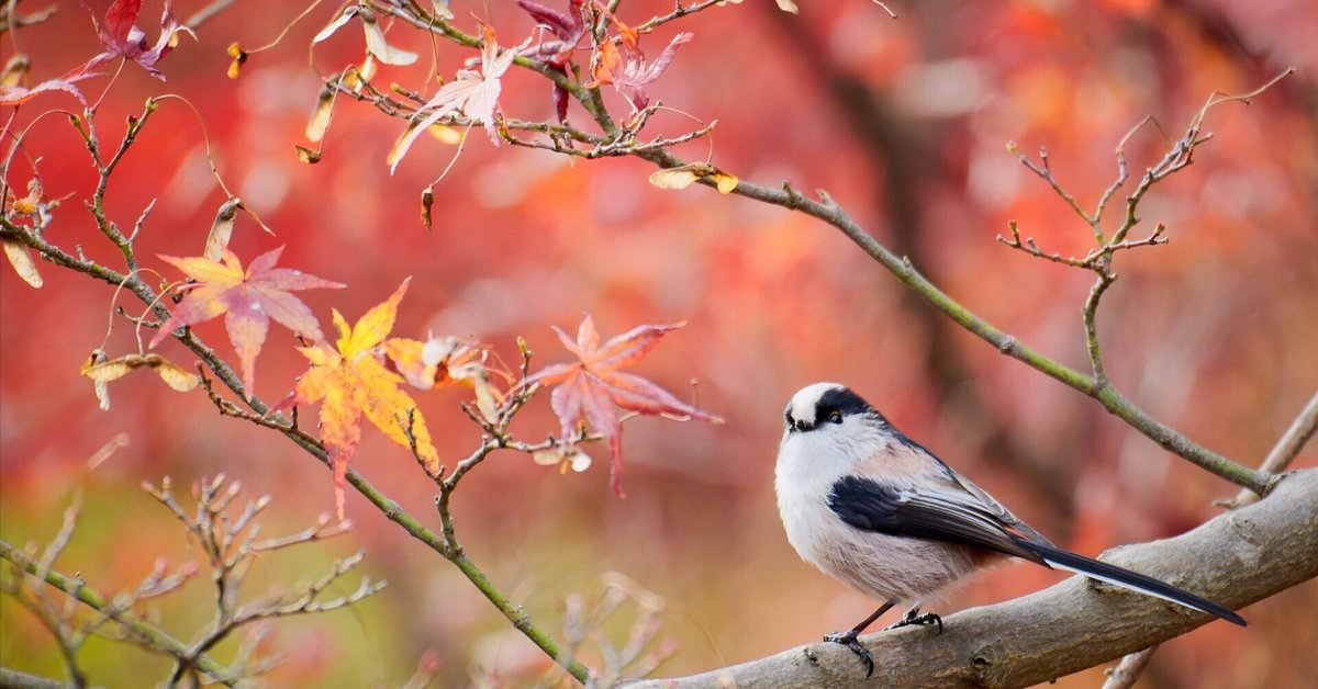 目を鍛える｜005 akkiy