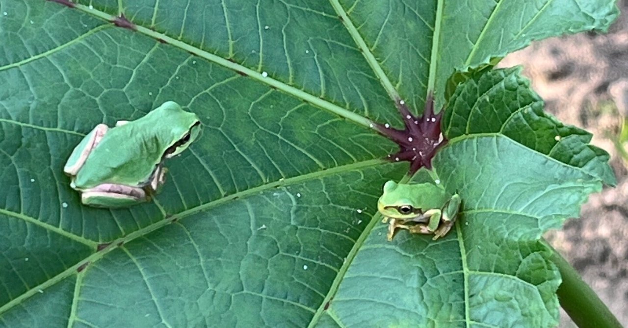 2024年を振りかえる｜ca-ptain@農ある暮らし