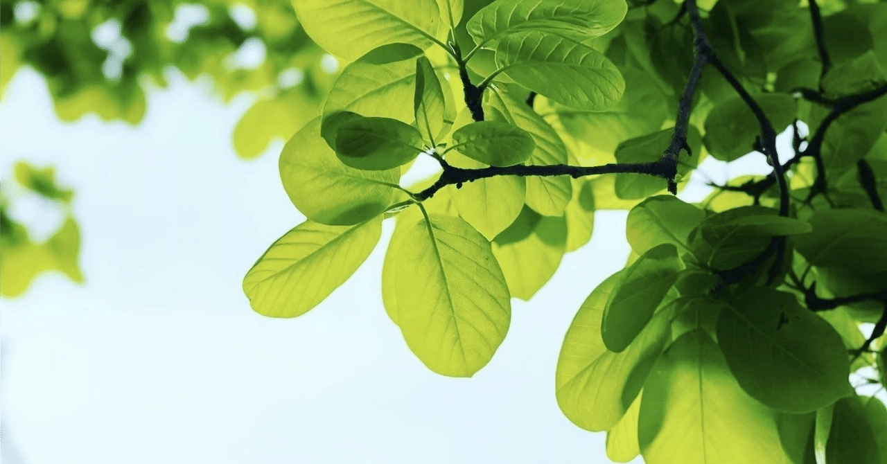 適応障害→転職したこの1年｜Bitoke