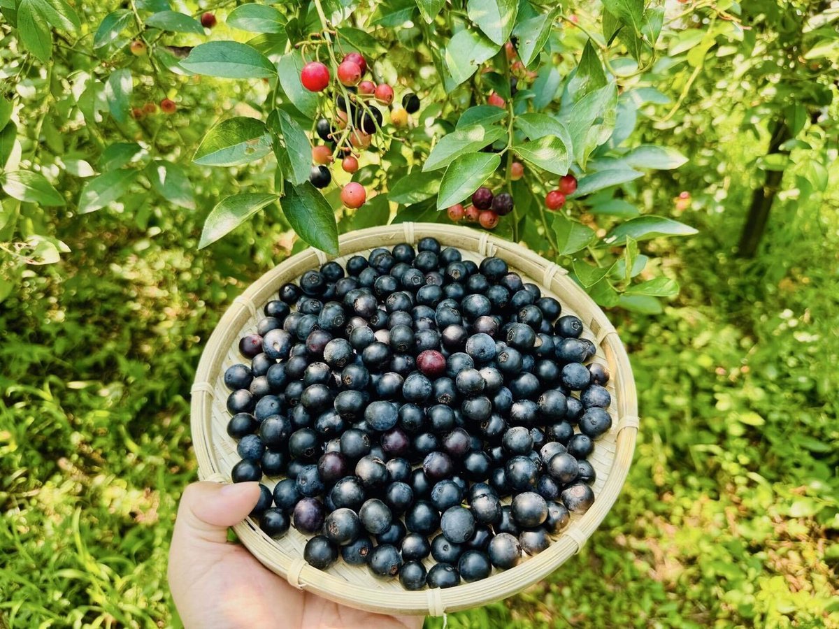 クラインガルテンでの生活がサイコーだった2024年｜temoki / Tomoki Kobayashi