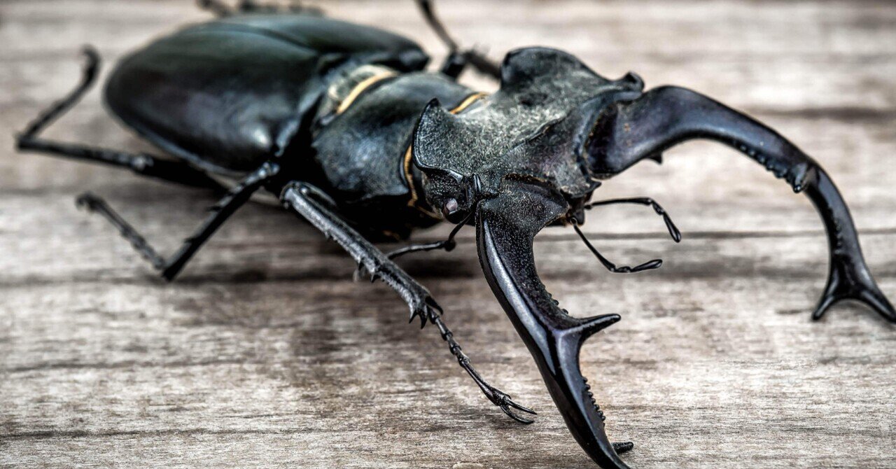 B.C.RICHが好き｜Loca-Neo