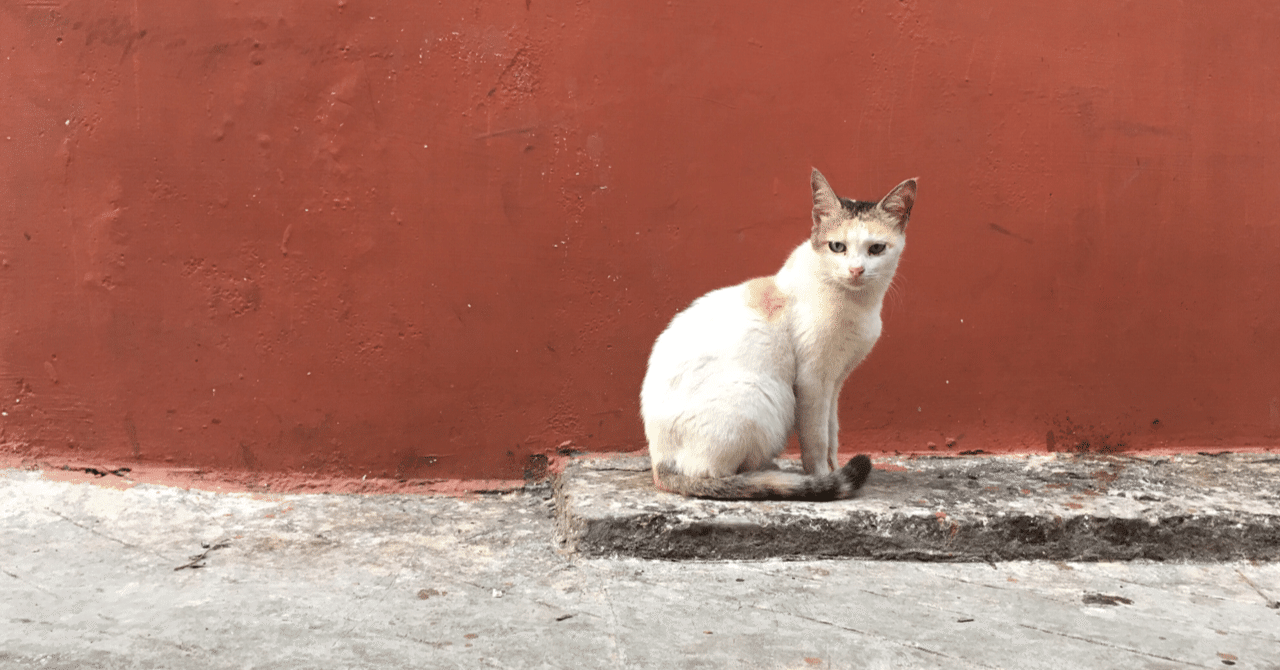 2025年｜新町真之介｜Shinmachi Shinnosuke